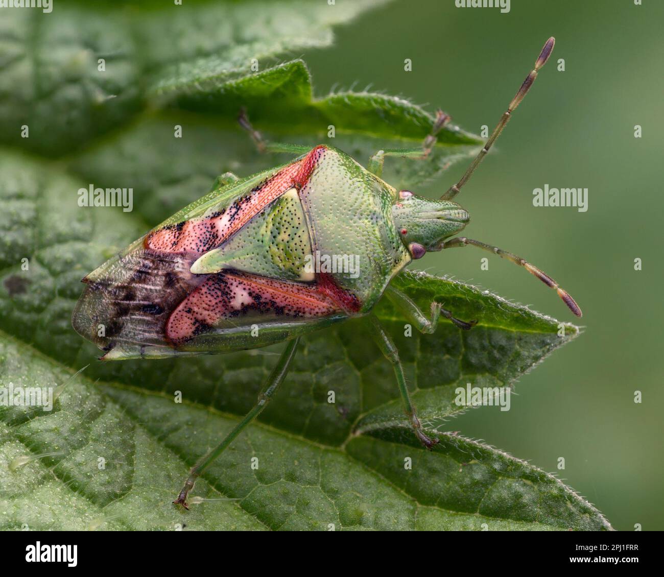 Tristriatus hi-res stock photography and images - Alamy