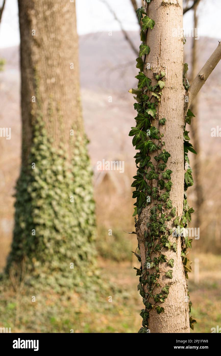 Common ivy on an old tree hi-res stock photography and images - Alamy