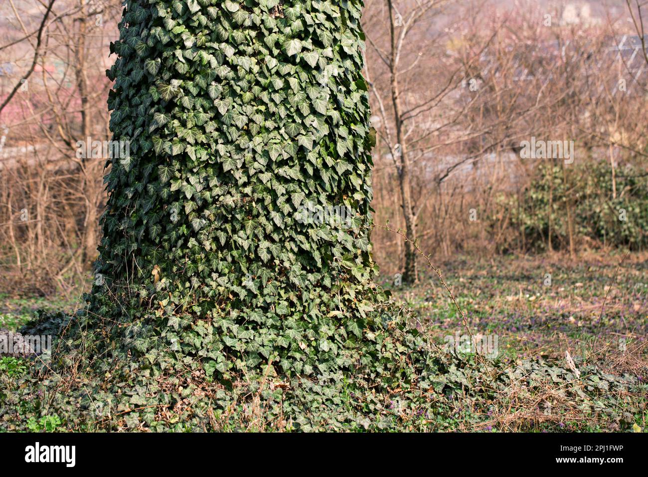 Tree plaited with ivy in the forest on a sunny morning in spring Stock ...