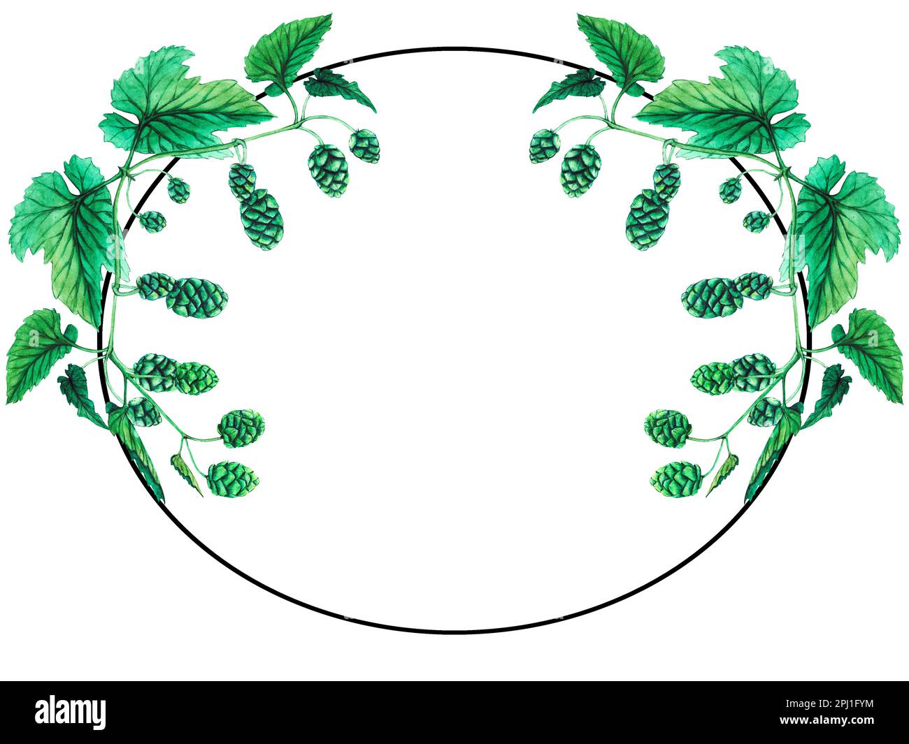 Fresh green hop frame. Watercolor hand drawn illustration for ...