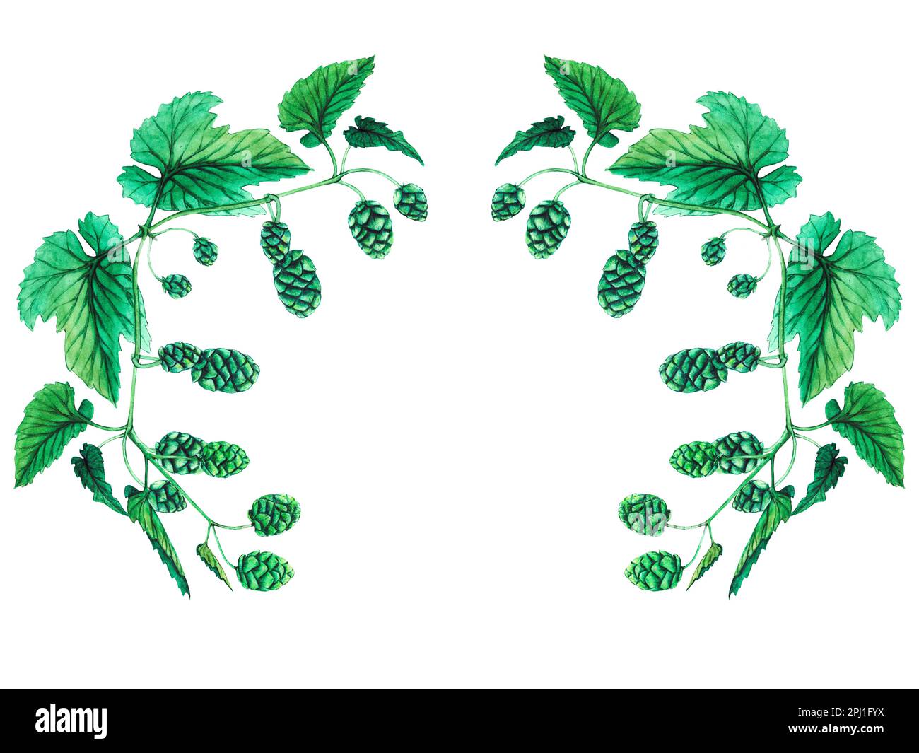 Fresh green hop frame. Watercolor hand drawn illustration for ...