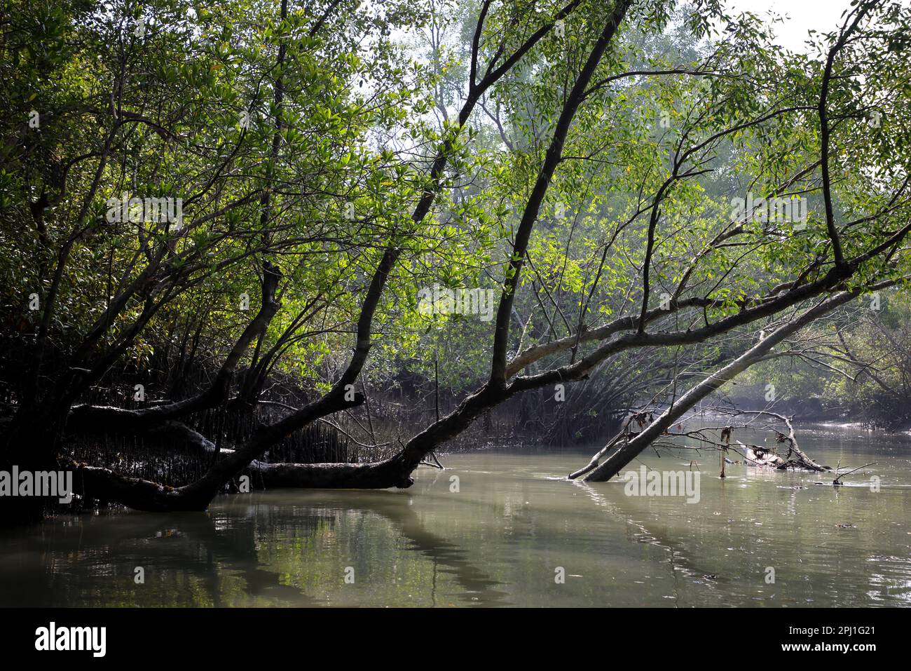 Sundarbans is the biggest natural mangrove forest in the world, located ...