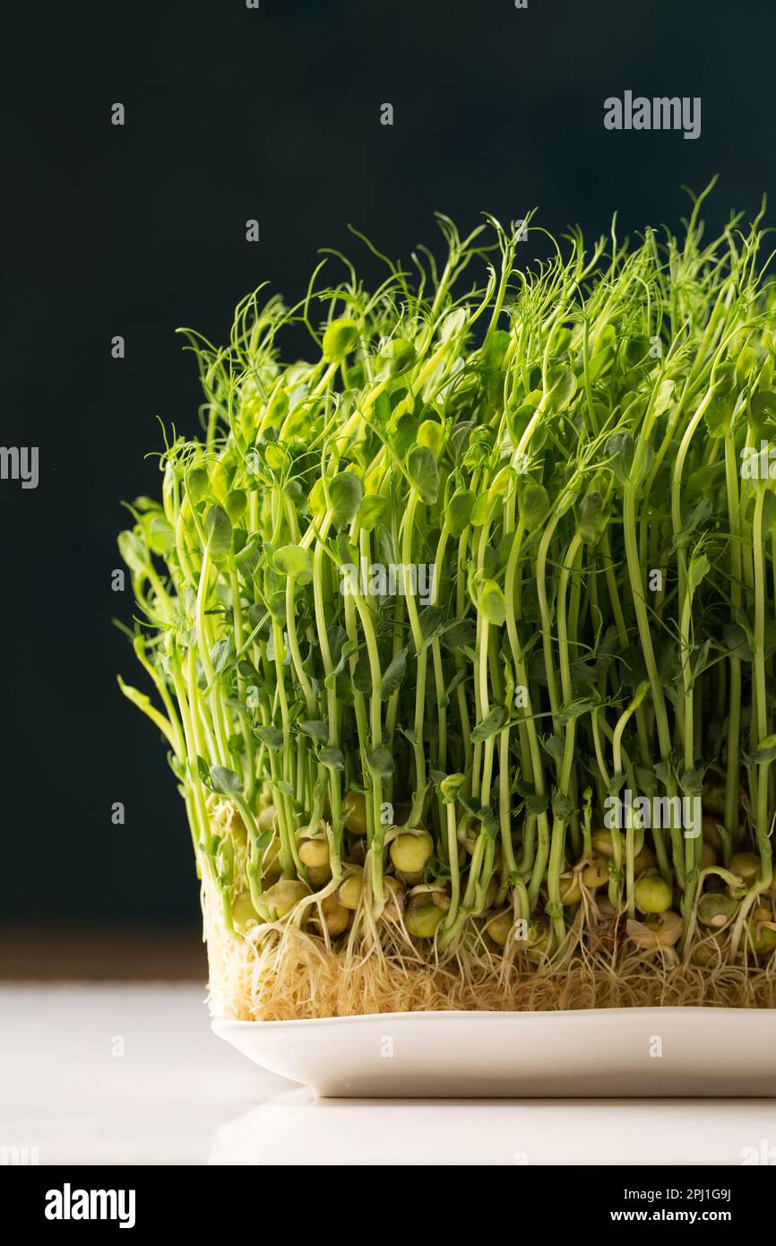 Sprouted pea sprouts, microgreens in a white rectangular plate on a ...