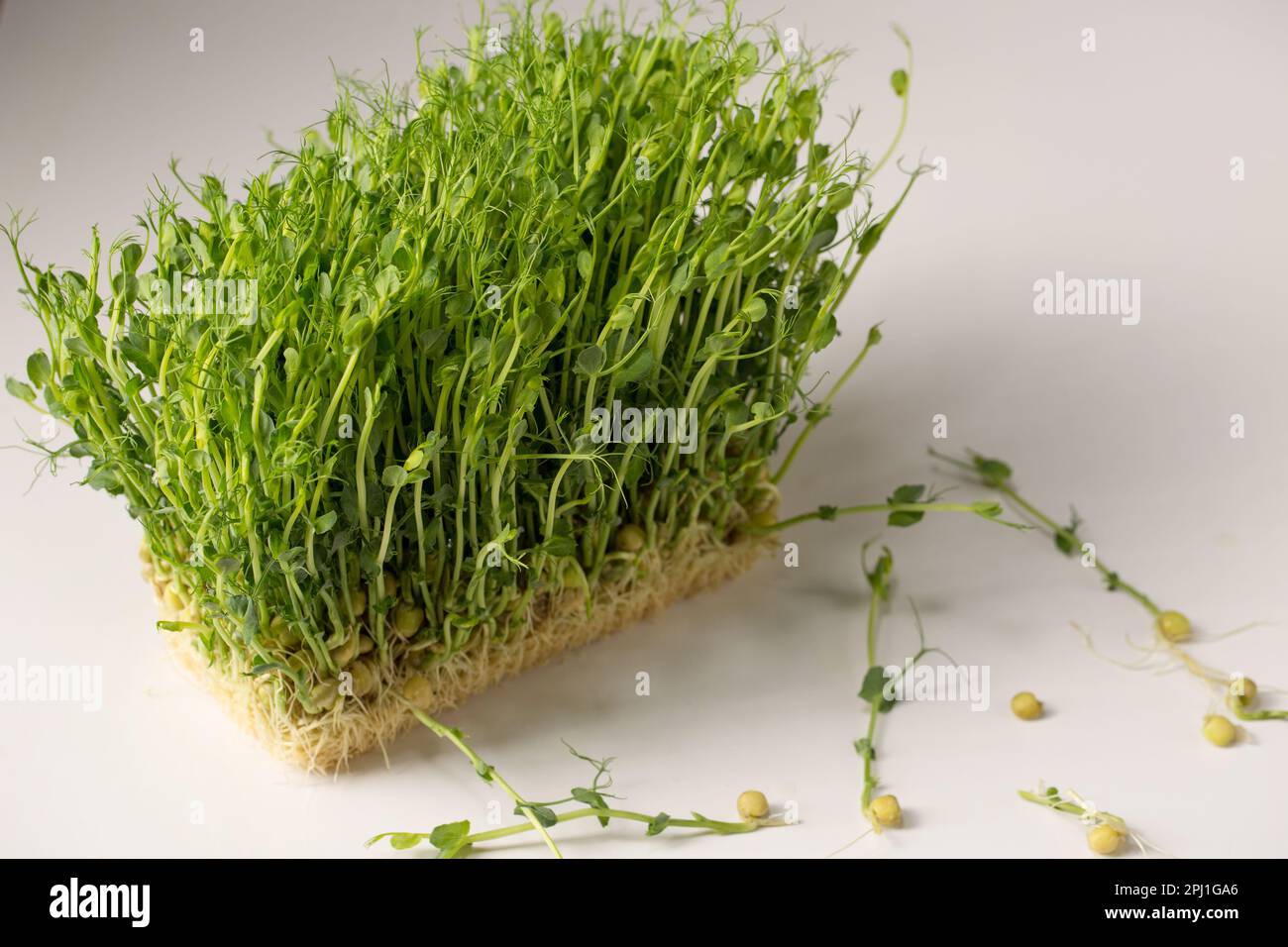 Sprouted pea sprouts, microgreens on a white background Stock Photo - Alamy