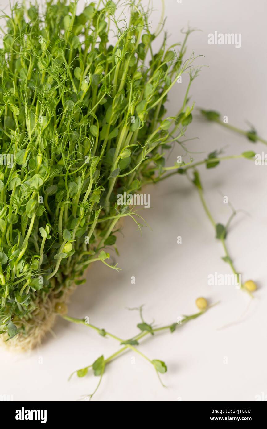 Sprouted pea sprouts, microgreens on a white background Stock Photo - Alamy