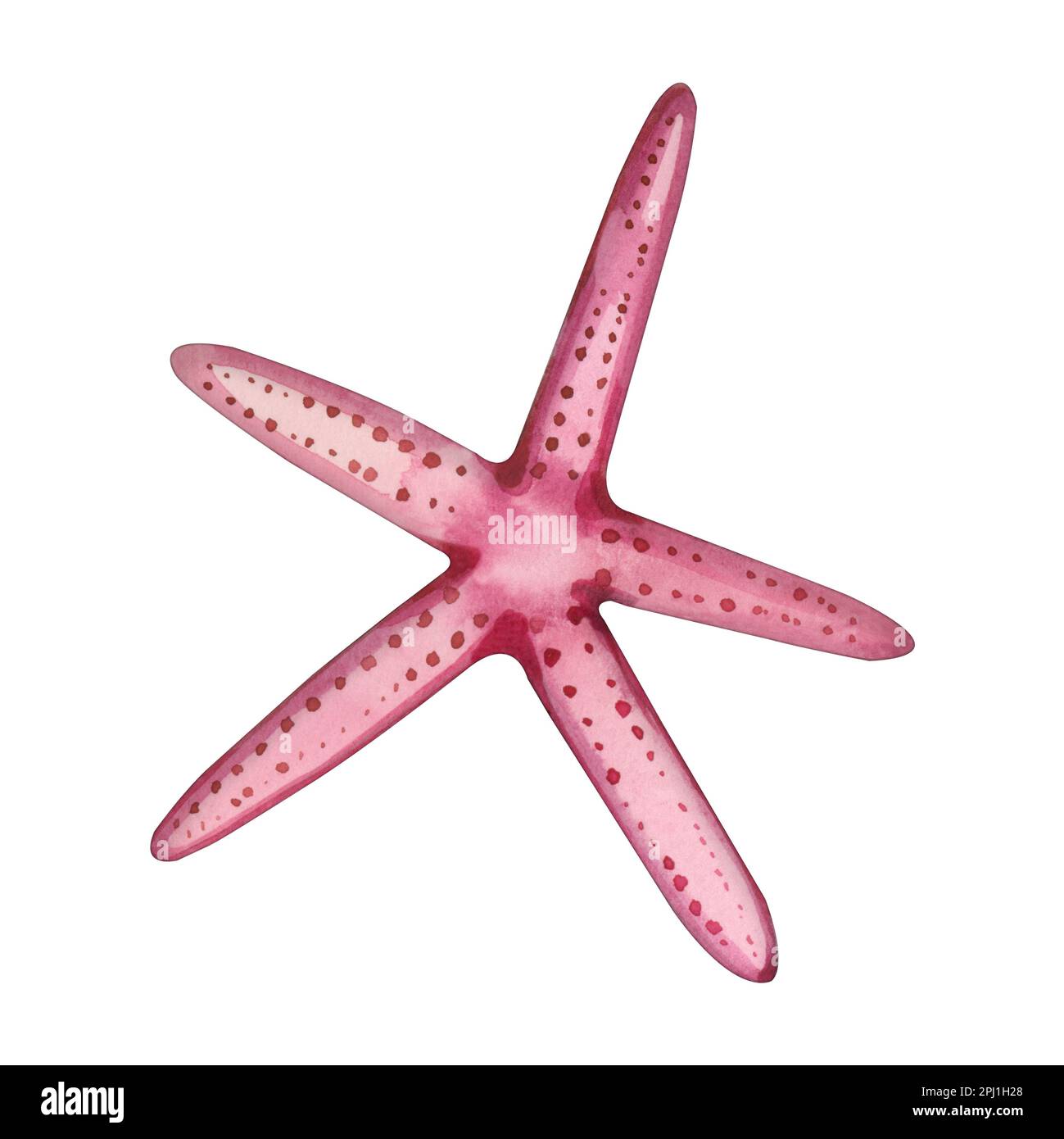 Starfish. Watercolor illustration of a pink color starfish hand drawn ...