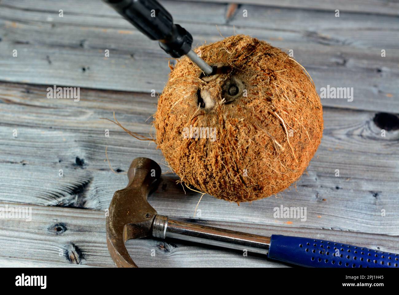 Coconut fruit cocoanut (Cocos nucifera) of the palm tree family ...