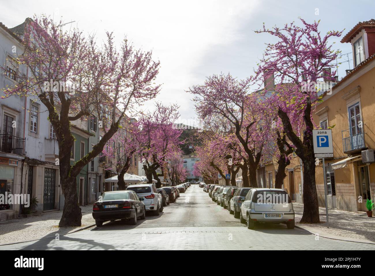 Tomar, Portugal. 28th Mar, 2023. Judas trees bloom in downtown Tomar ...