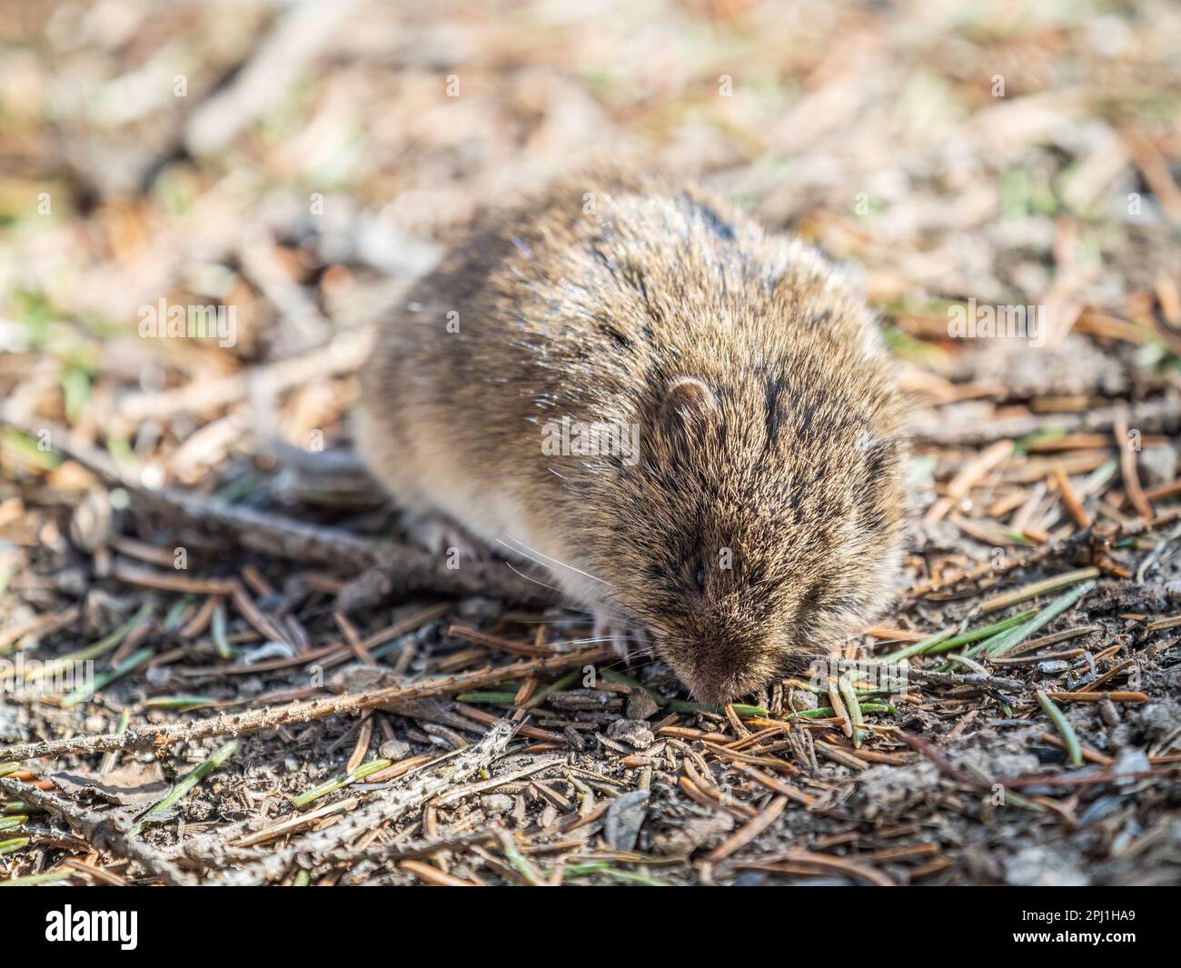 A closeup of a Common vole on the ground with a blurry background ...