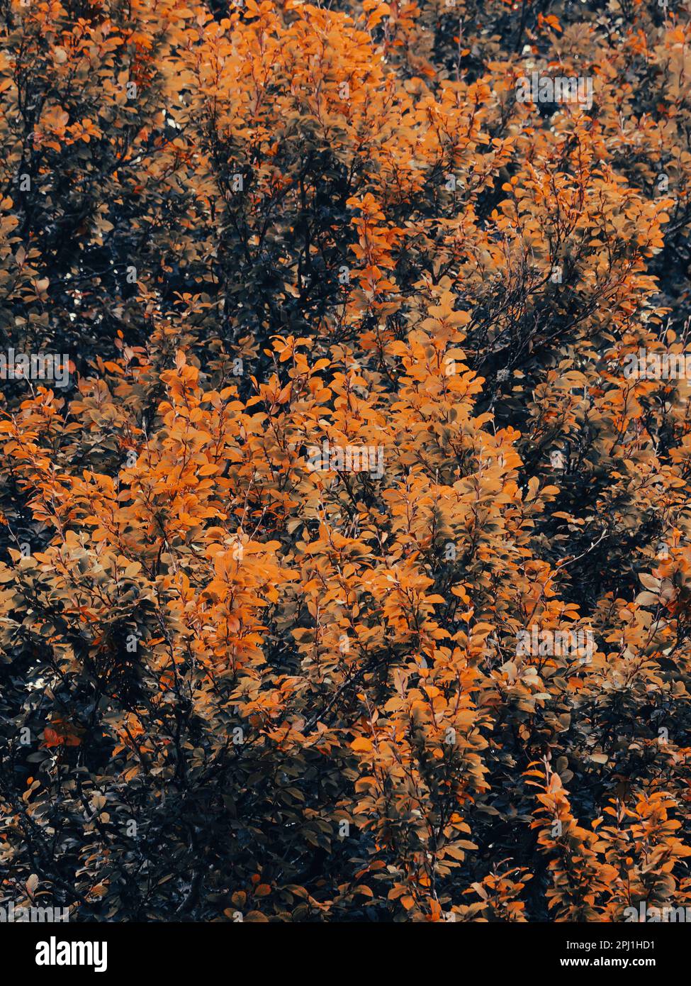 Red Orange Tree Foliage, Windsor Great Park, Windsor, Berkshire ...