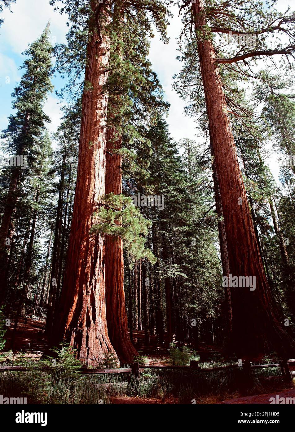 Giant Sequoia redwood trees in Yosemite Californi Stock Photo - Alamy