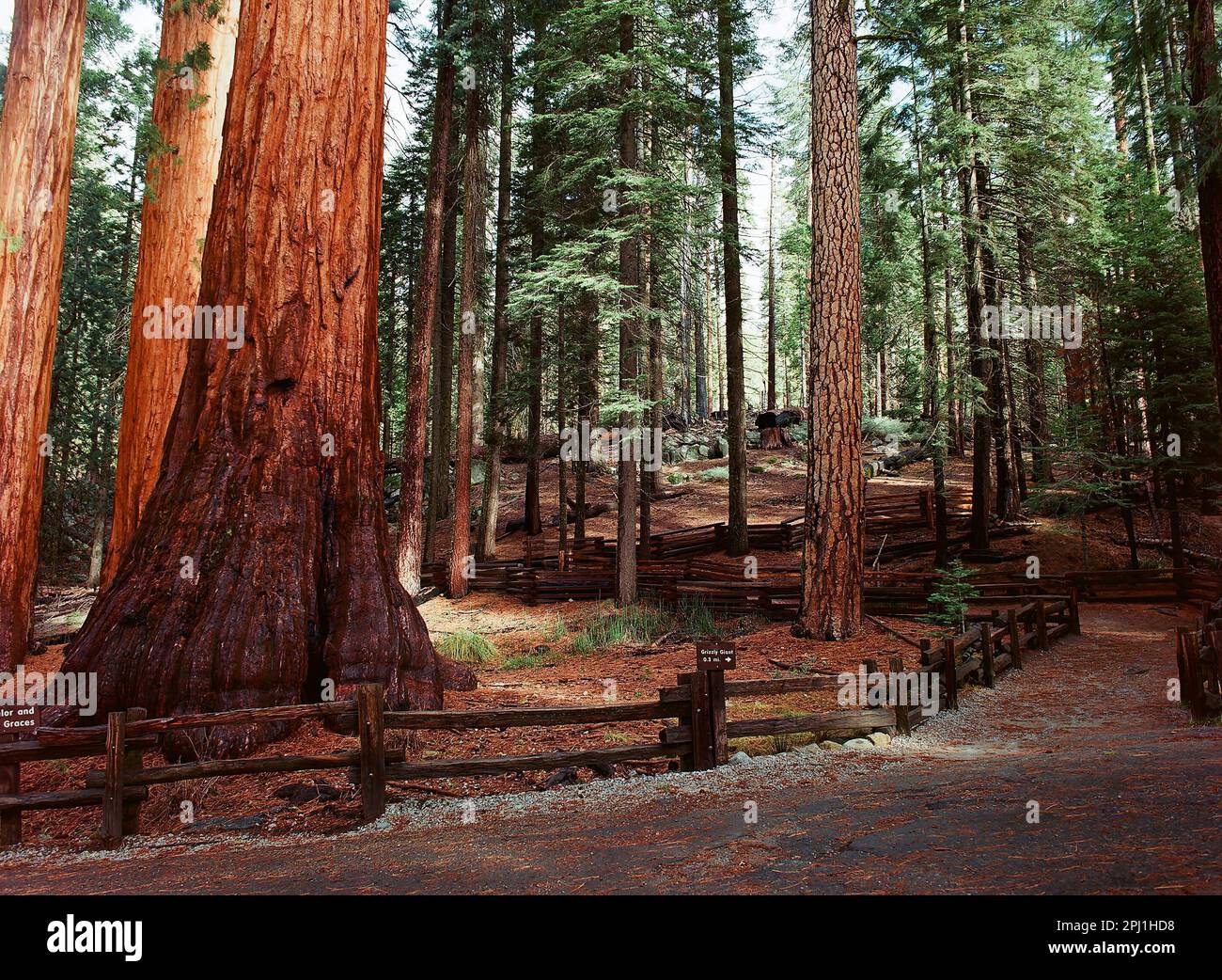 Giant Sequoia redwood trees in Yosemite Californi Stock Photo - Alamy