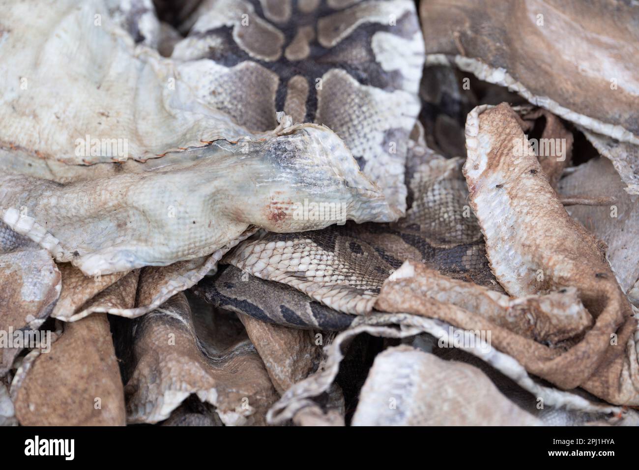 Snake skin at a local tanning industry in Kano. The local tanneries in ...