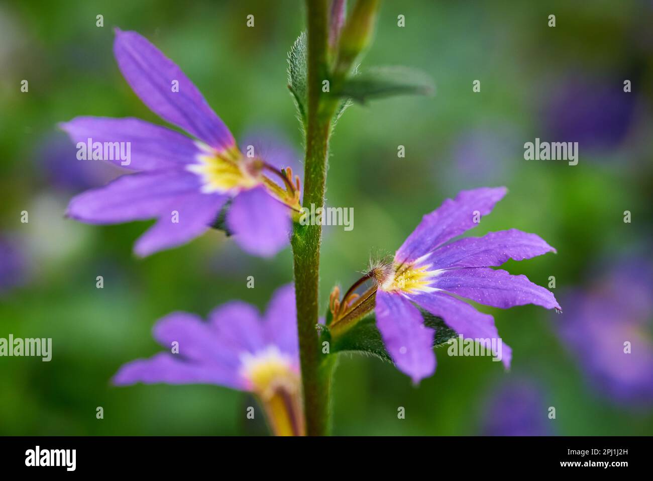 Scaevola aemula, commonly known as the fairy fan-flower or common fan ...