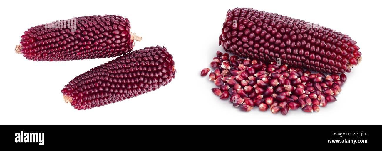Purple corn or maize isolated on white background with full depth of ...