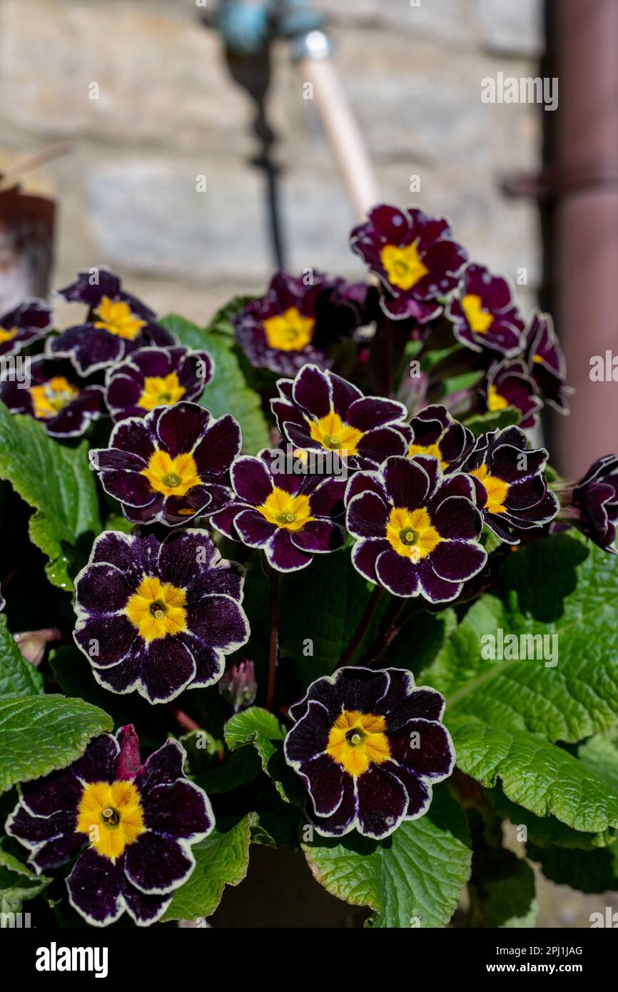 Close up of black silver laced primrose (primula victoriana) flowers in ...