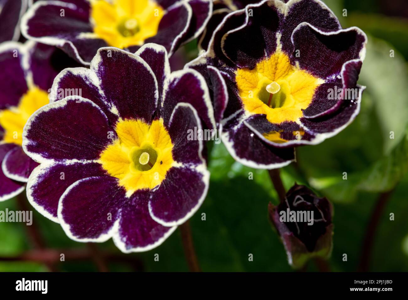 Silver laced with red flowers hi-res stock photography and images - Alamy
