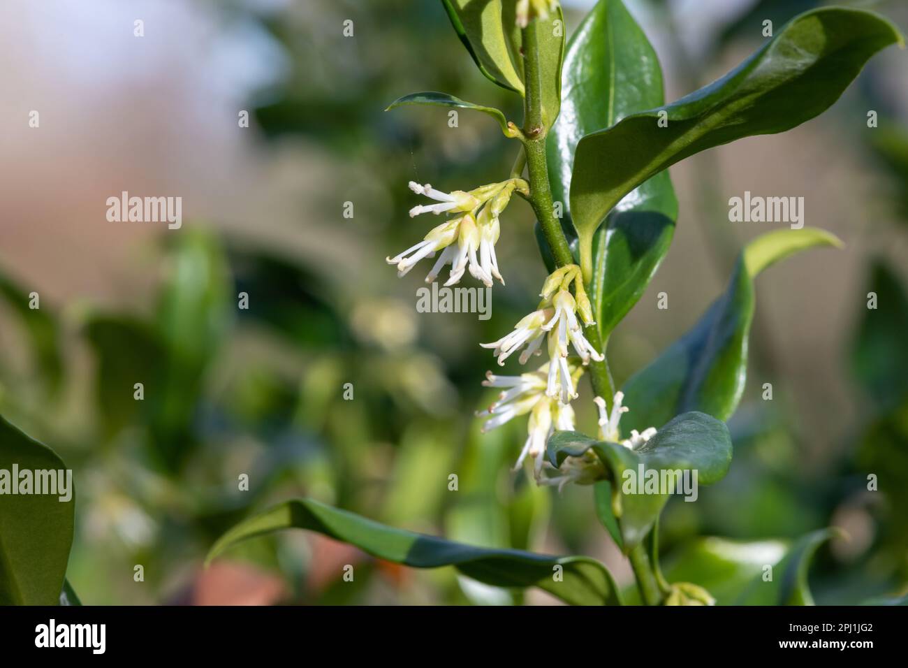 Sarcococca confusa buxaceae hi-res stock photography and images - Alamy