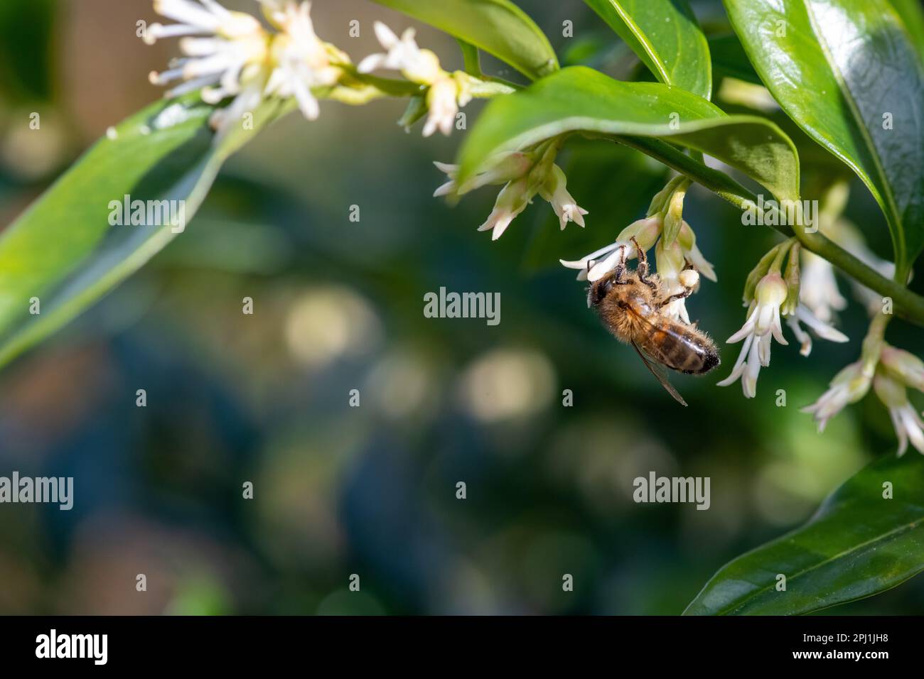 Close up of a honey bee pollinating flowers on a sweet box (sarcococca ...