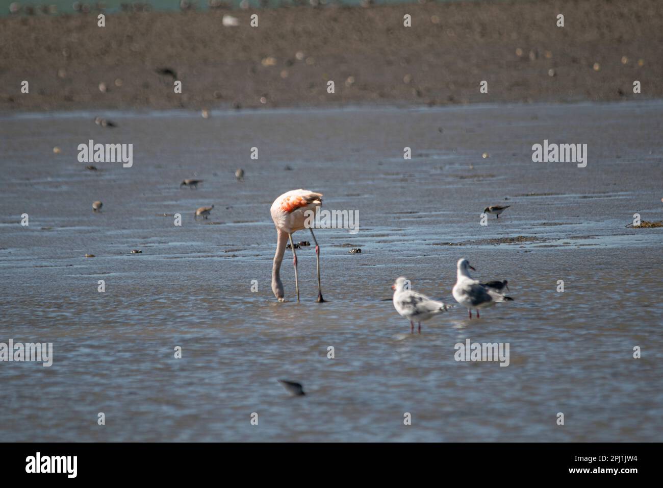 Austral flamingo fishing in the lagoon Stock Photo - Alamy