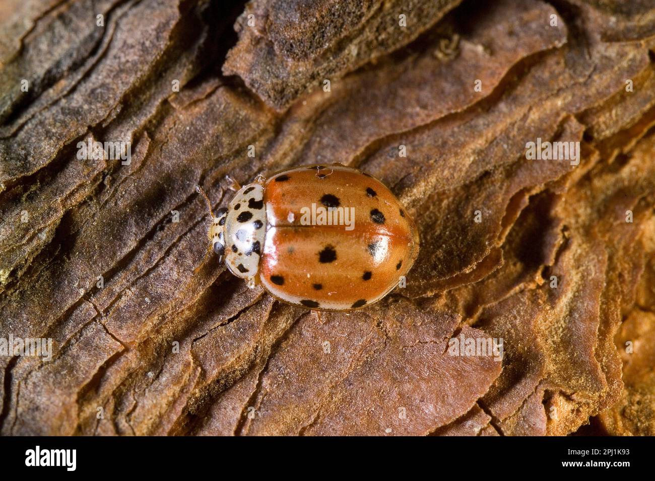 Decempunctata hi-res stock photography and images - Alamy