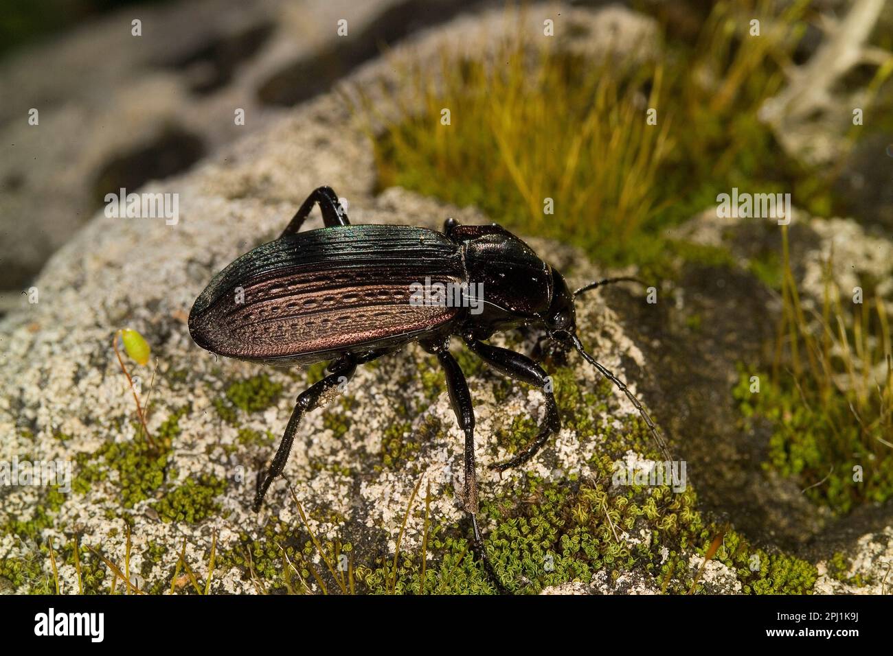 Morbillosus hi-res stock photography and images - Alamy