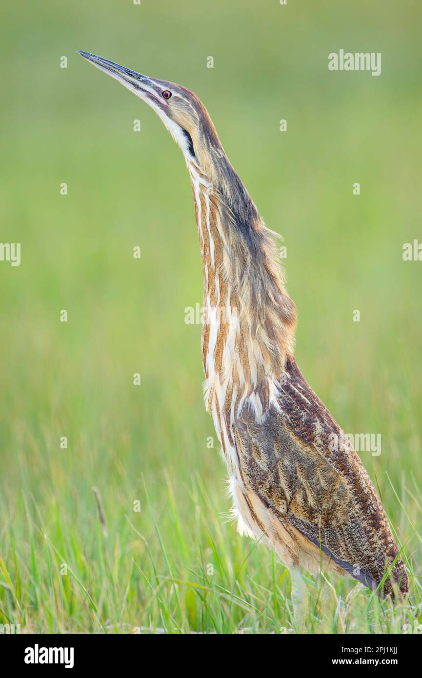 An American bittern photographed in May at Malheur National Wildlife ...