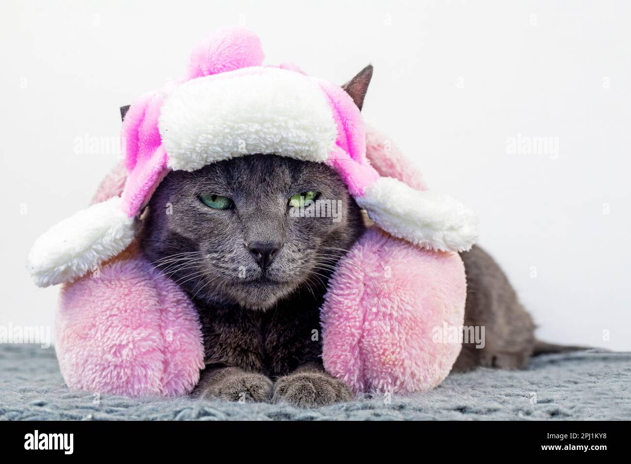 disgruntled burmese cat lies in a cute white cap with earflaps with ...