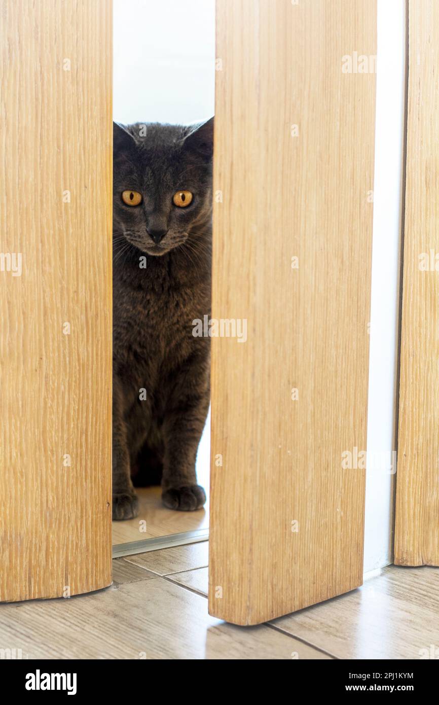 cute brown burmese cat sits near the ajar door to the room. vertical ...