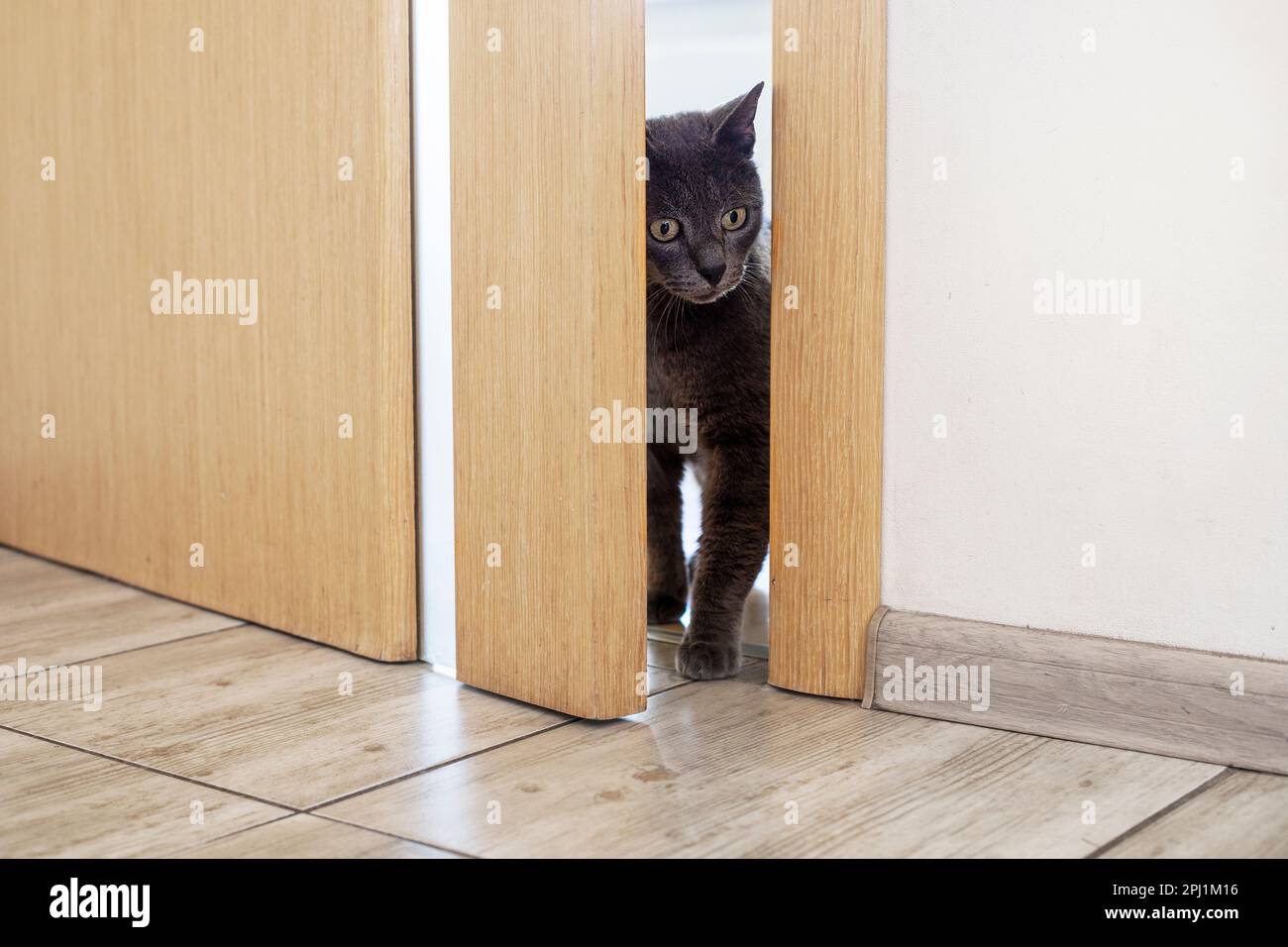 Cat opens door hi-res stock photography and images - Alamy