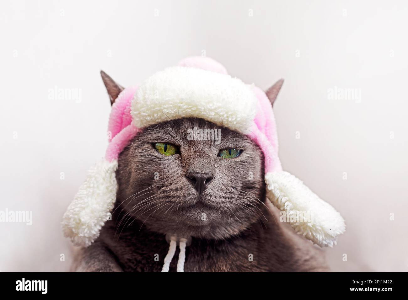 funny brown burmese cat in a cute white cap with earflaps with a pink ...