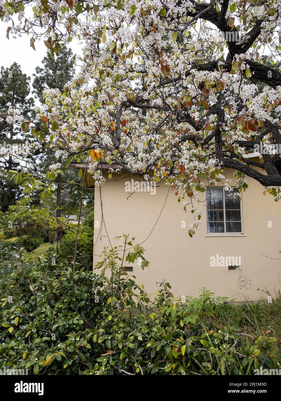 Plum tree full bloom hi-res stock photography and images - Alamy