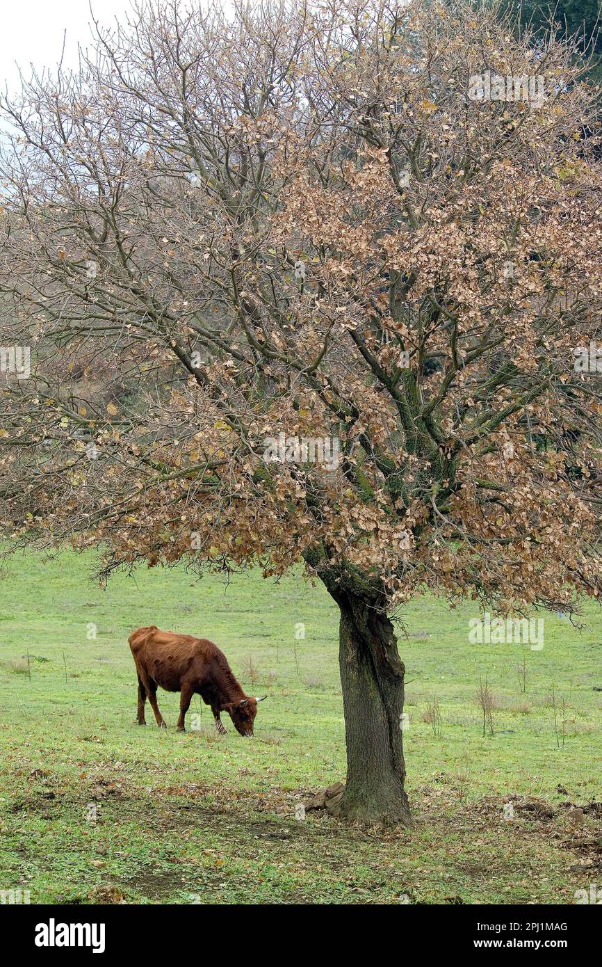 Bue Rosso, razza Sardo Modicana. Santulussurgio. Montiferru Stock Photo ...