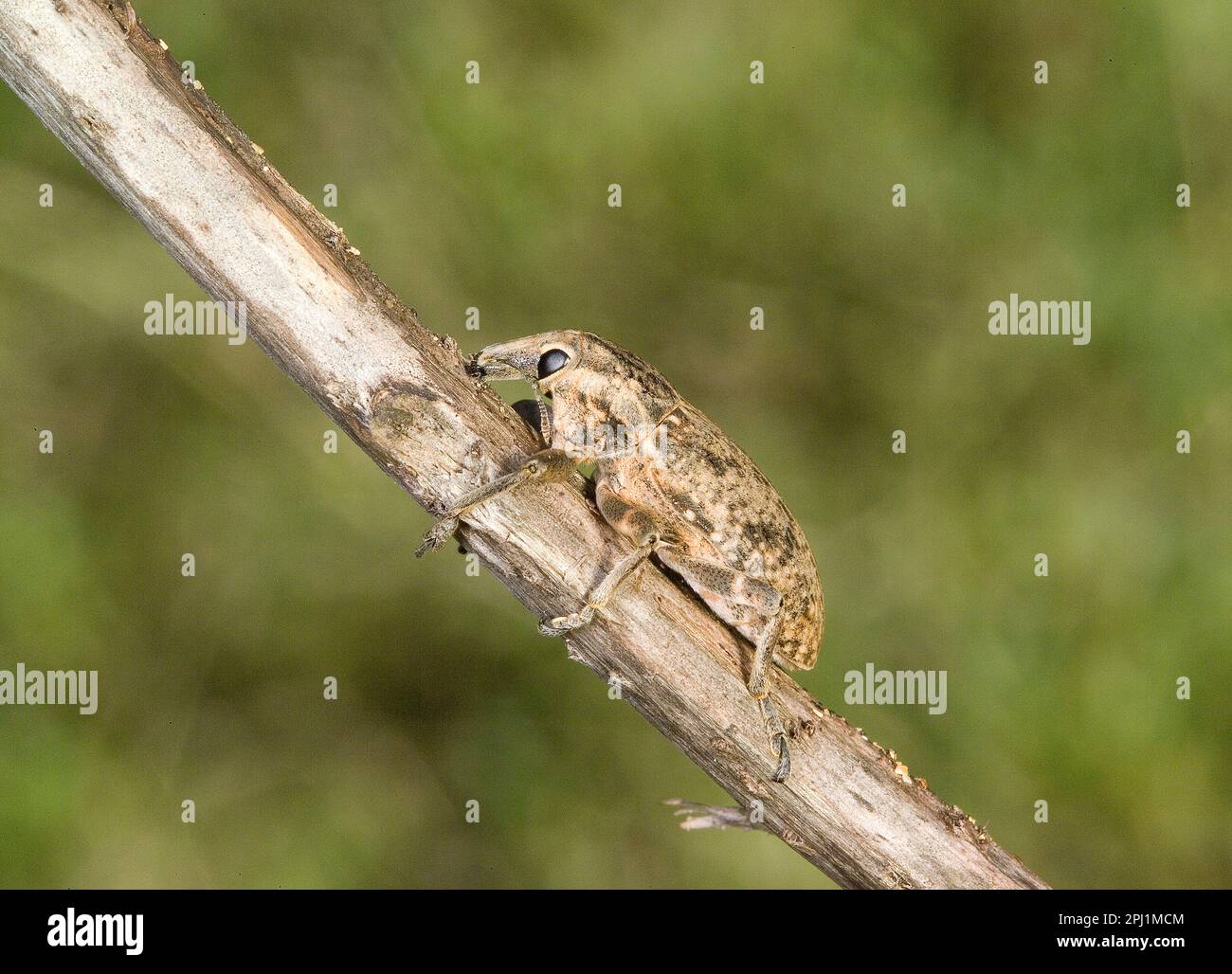 Coleottero curculionide (Stephanocleonus excoriatus) Lago di Baratz ...