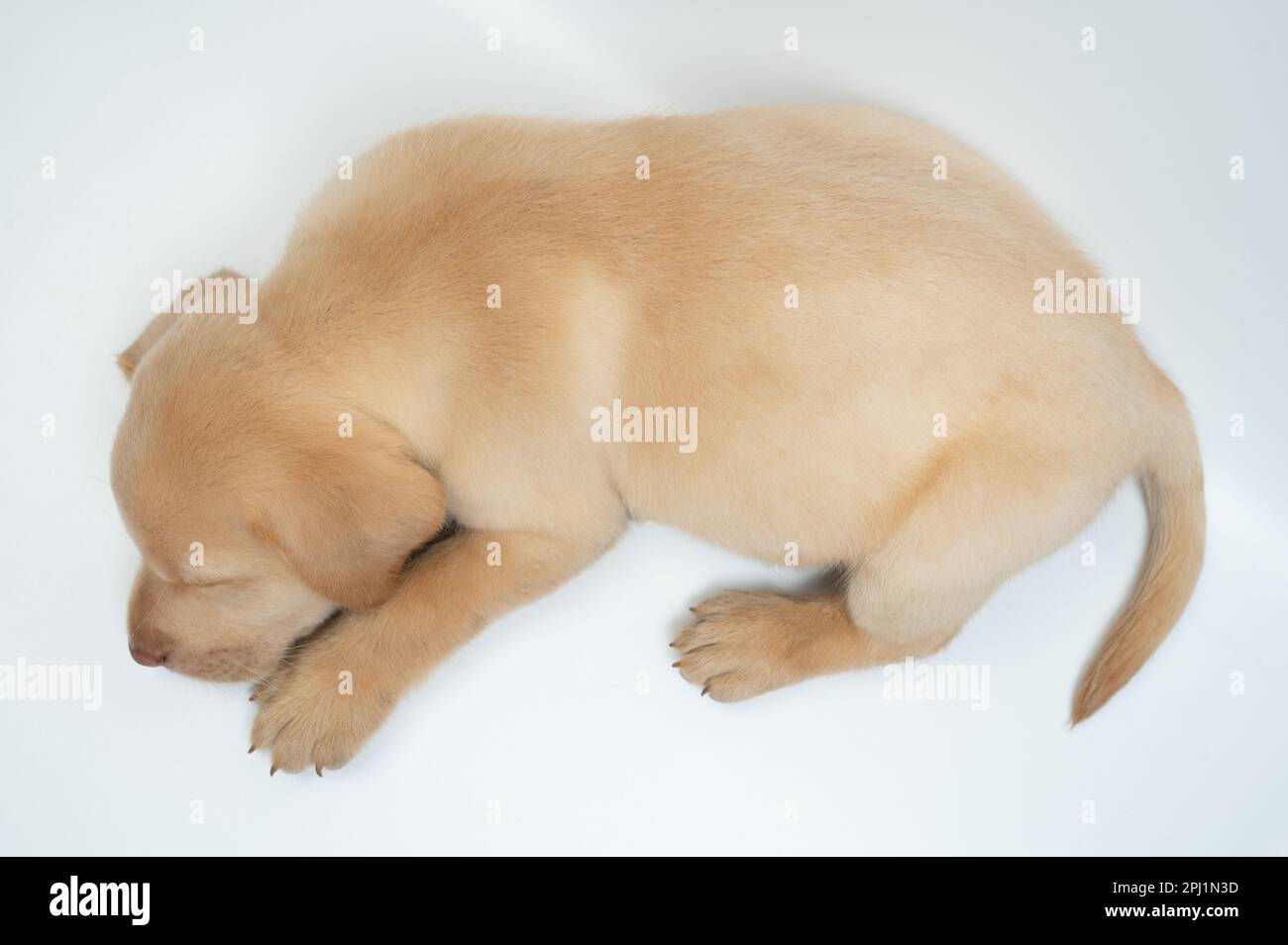 Cute sleeping dreaming labrador dog above top view isolated Stock Photo ...