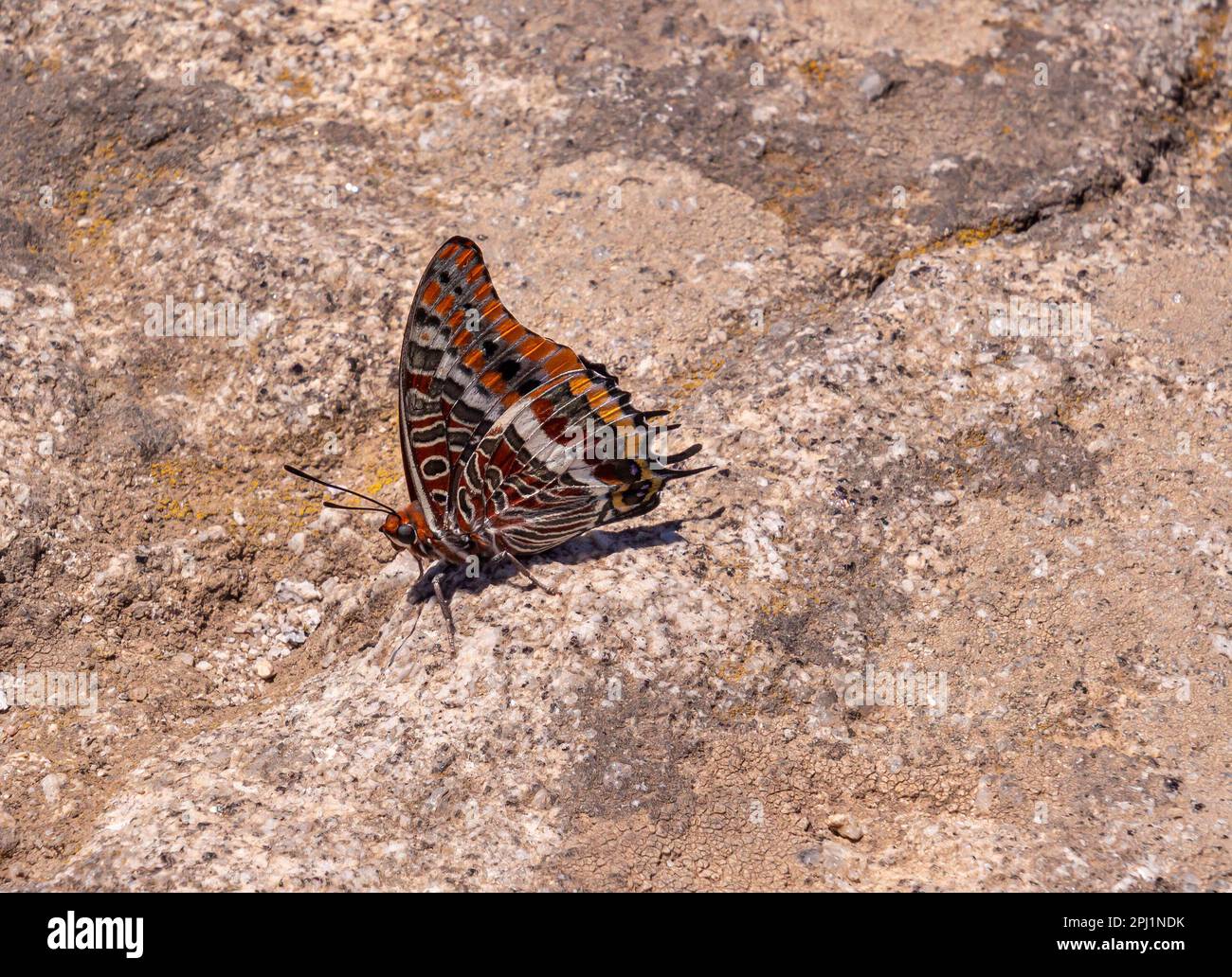 Two-tailed Pasha butterfly sitting on on a stone Stock Photo - Alamy