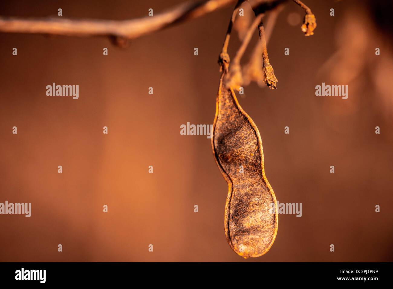Seed pod hanging from a tree hi-res stock photography and images - Alamy