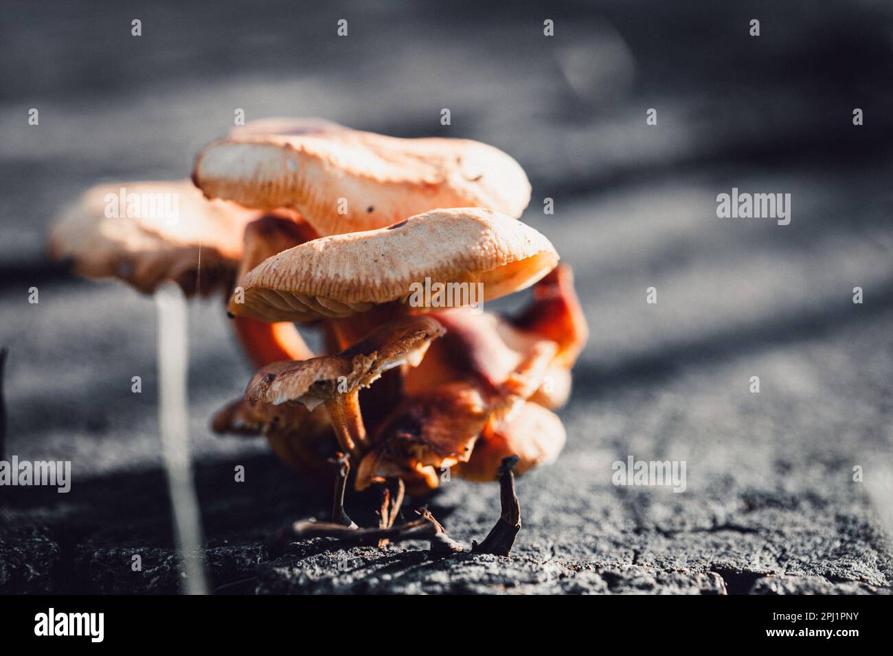 Mushrooms covered with soil hi-res stock photography and images - Alamy