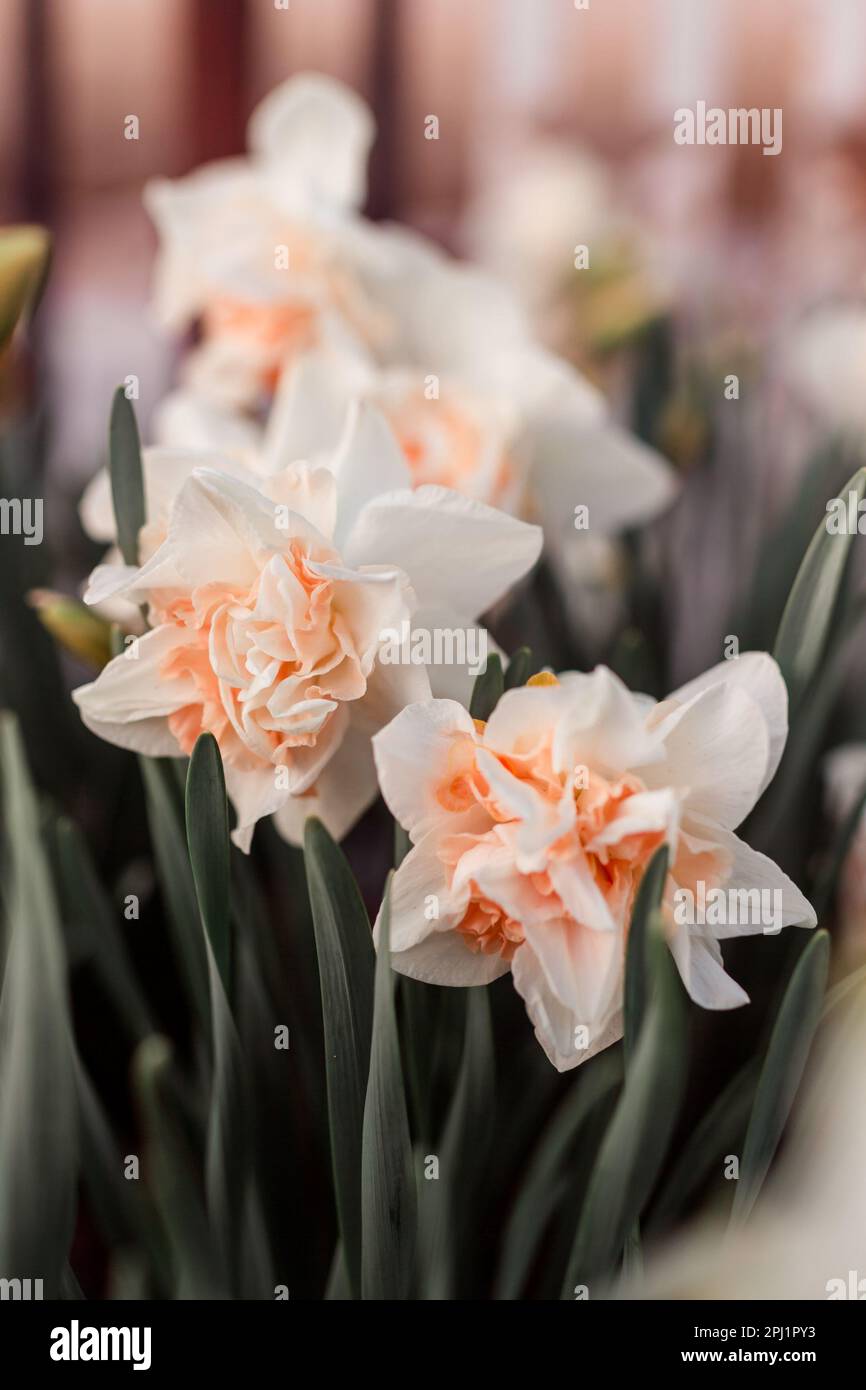 A vibrant display of beautiful double daffodil flowers with green stems ...
