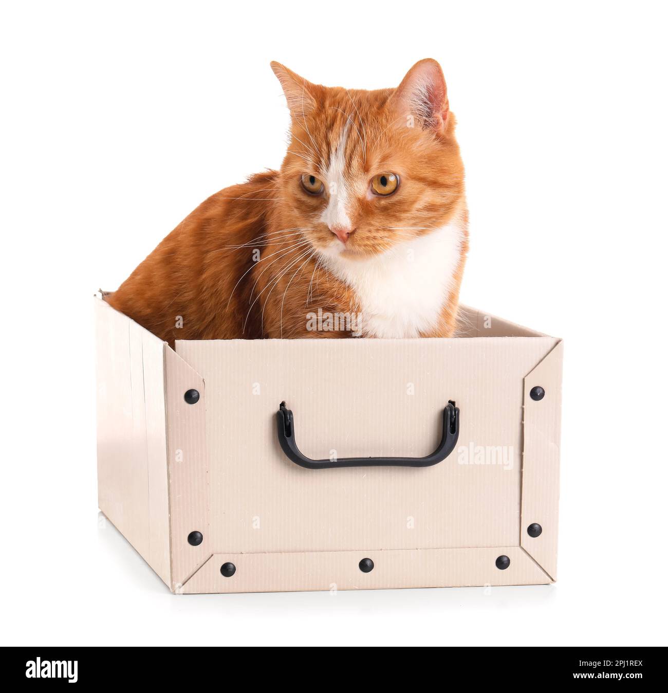 Funny cat in paper box on white background Stock Photo - Alamy