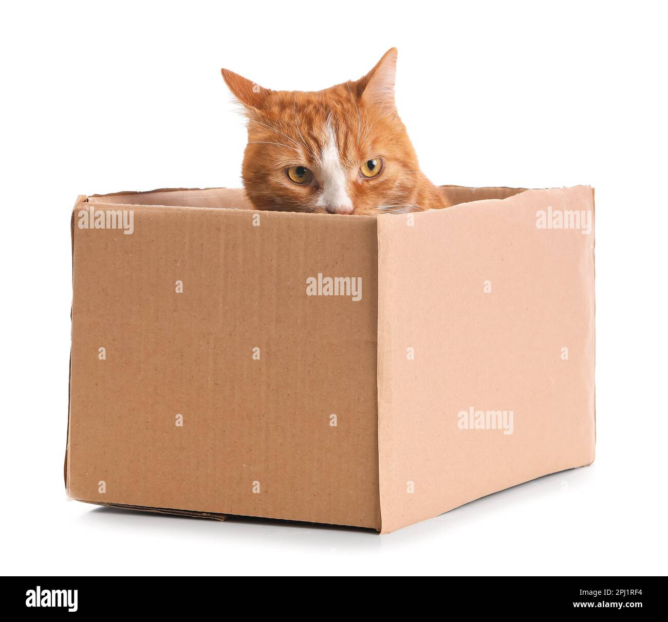 Funny cat in cardboard box on white background Stock Photo - Alamy