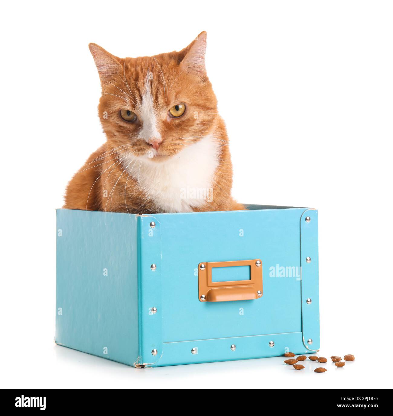 Funny cat in blue box on white background Stock Photo - Alamy