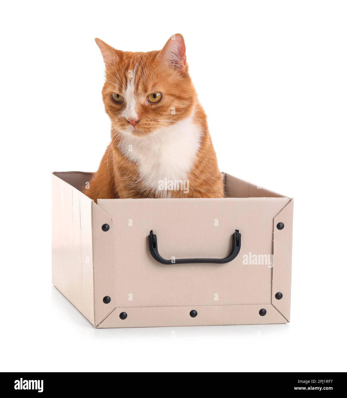 Funny cat in paper box on white background Stock Photo - Alamy