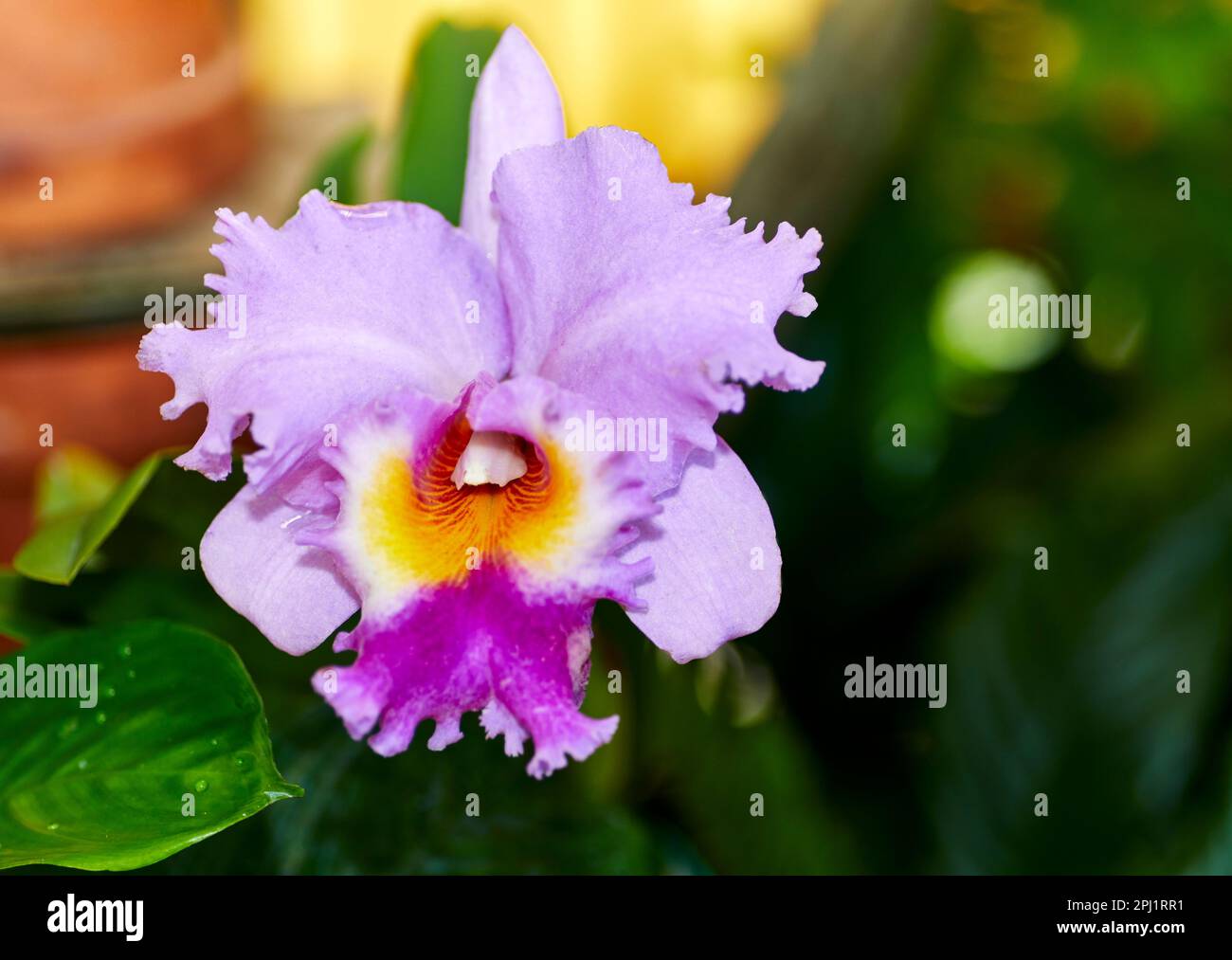 Cattleya orchid corsage hi-res stock photography and images - Alamy