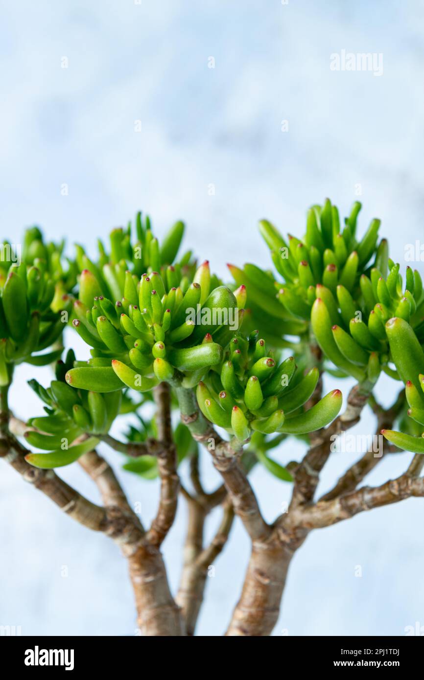 Green jade flower arrangement hi-res stock photography and images - Alamy