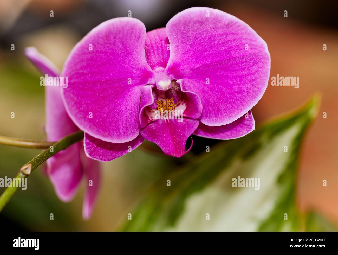 Close up of a Pink Dendrobium Orchid Flower Stock Photo - Alamy