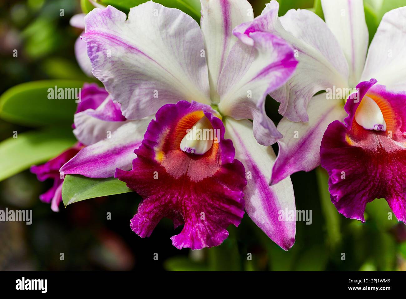 Cattleya orchid corsage hi-res stock photography and images - Alamy
