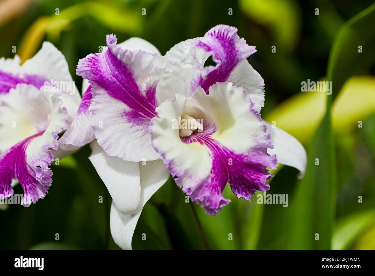 Cattleya orchid corsage hi-res stock photography and images - Alamy