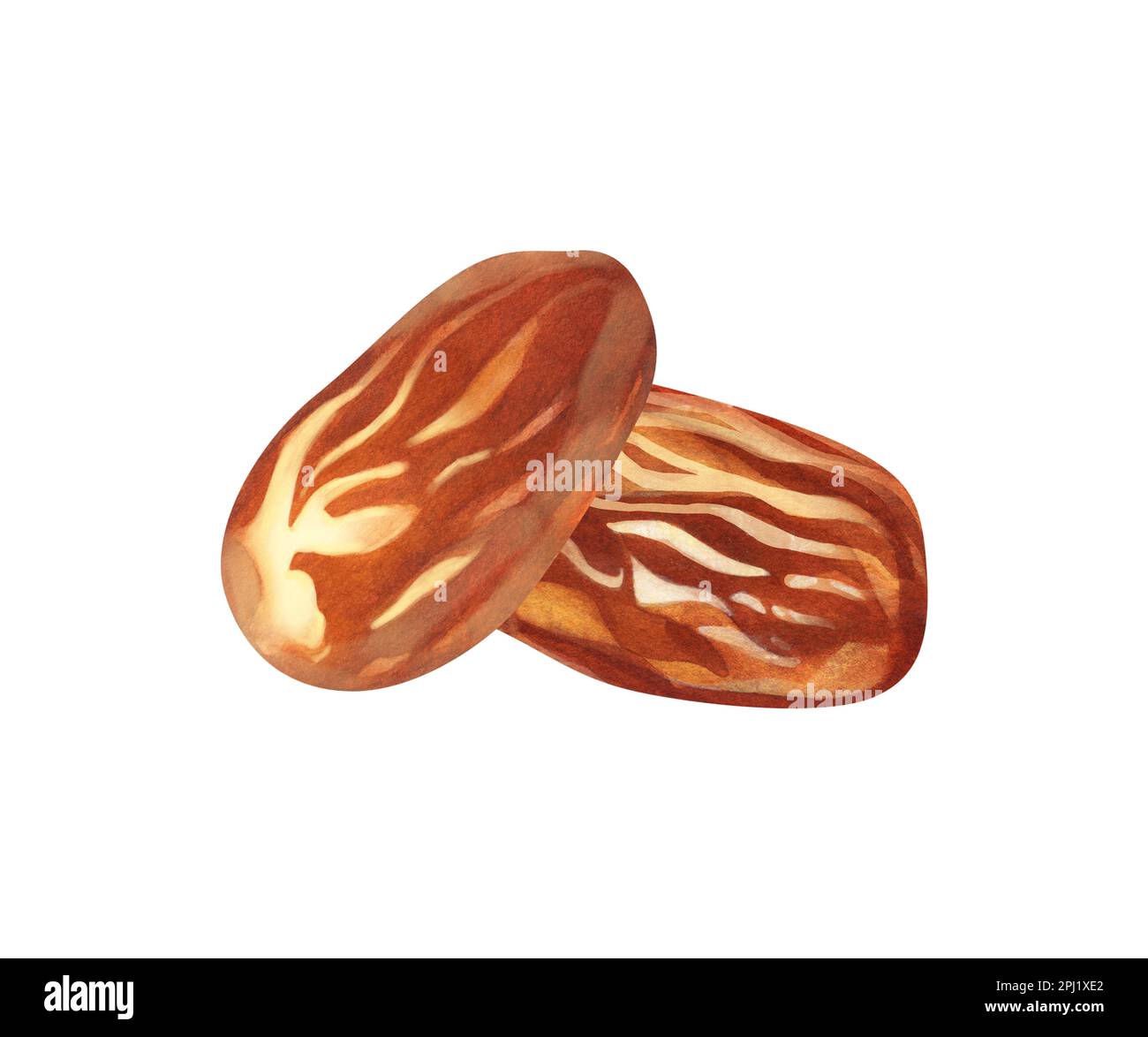 Watercolor dry palm dates fruit. Hand-drawn illustration isolated on ...