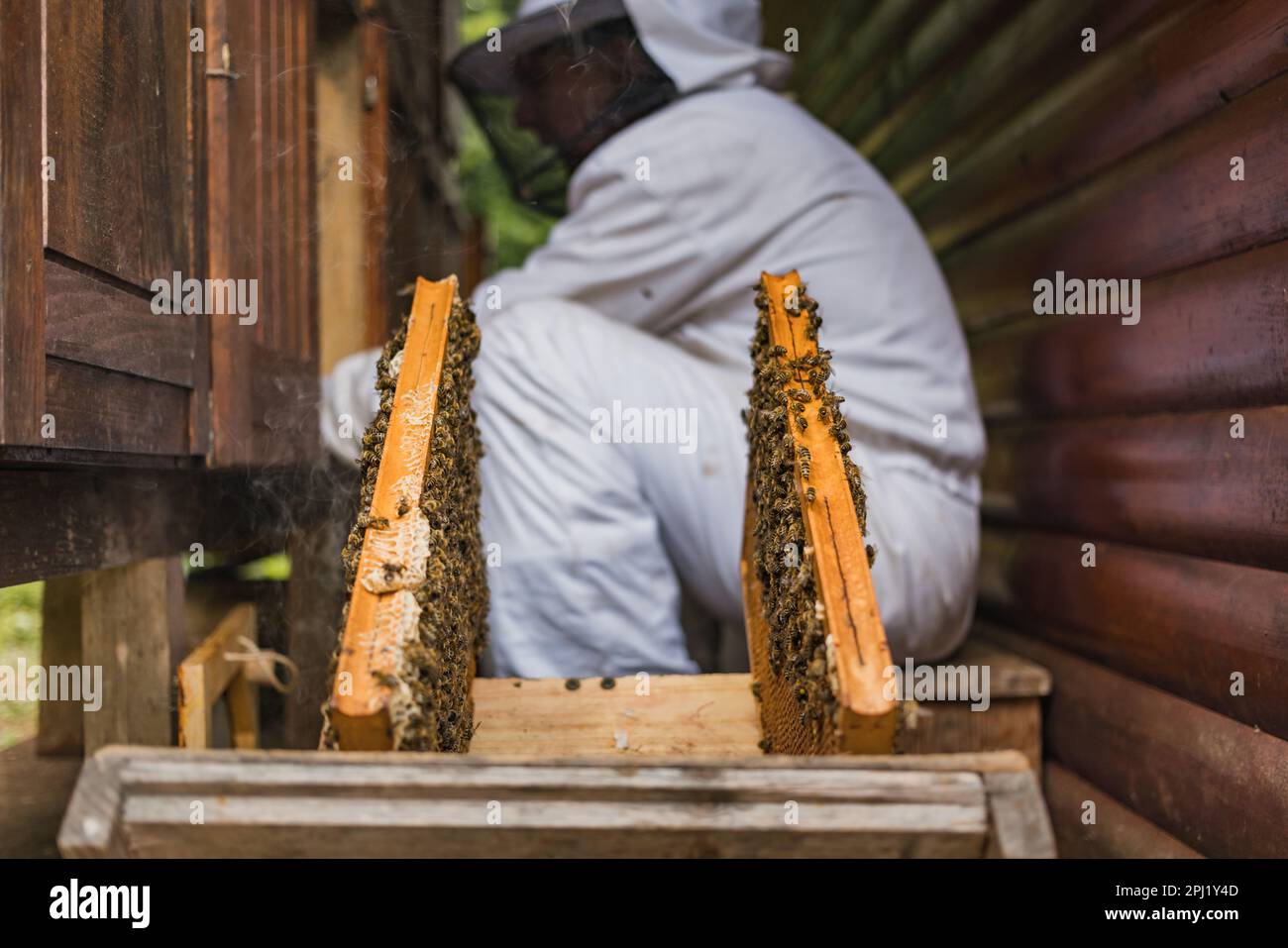 Apiarist taking the wooden hive frames from a beehive box and putting ...